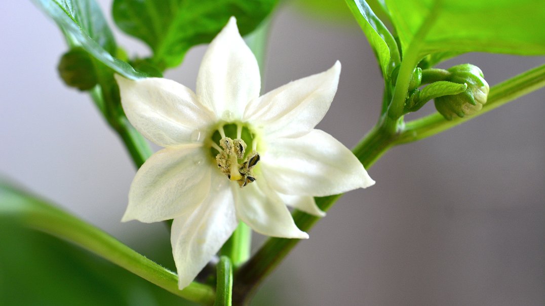 Capsicum annuum – Bjarne's frø og planter