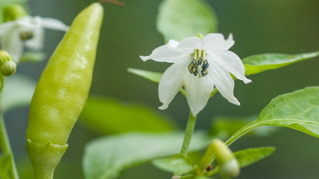 Capsicum chinense – Bjarne's frø og planter