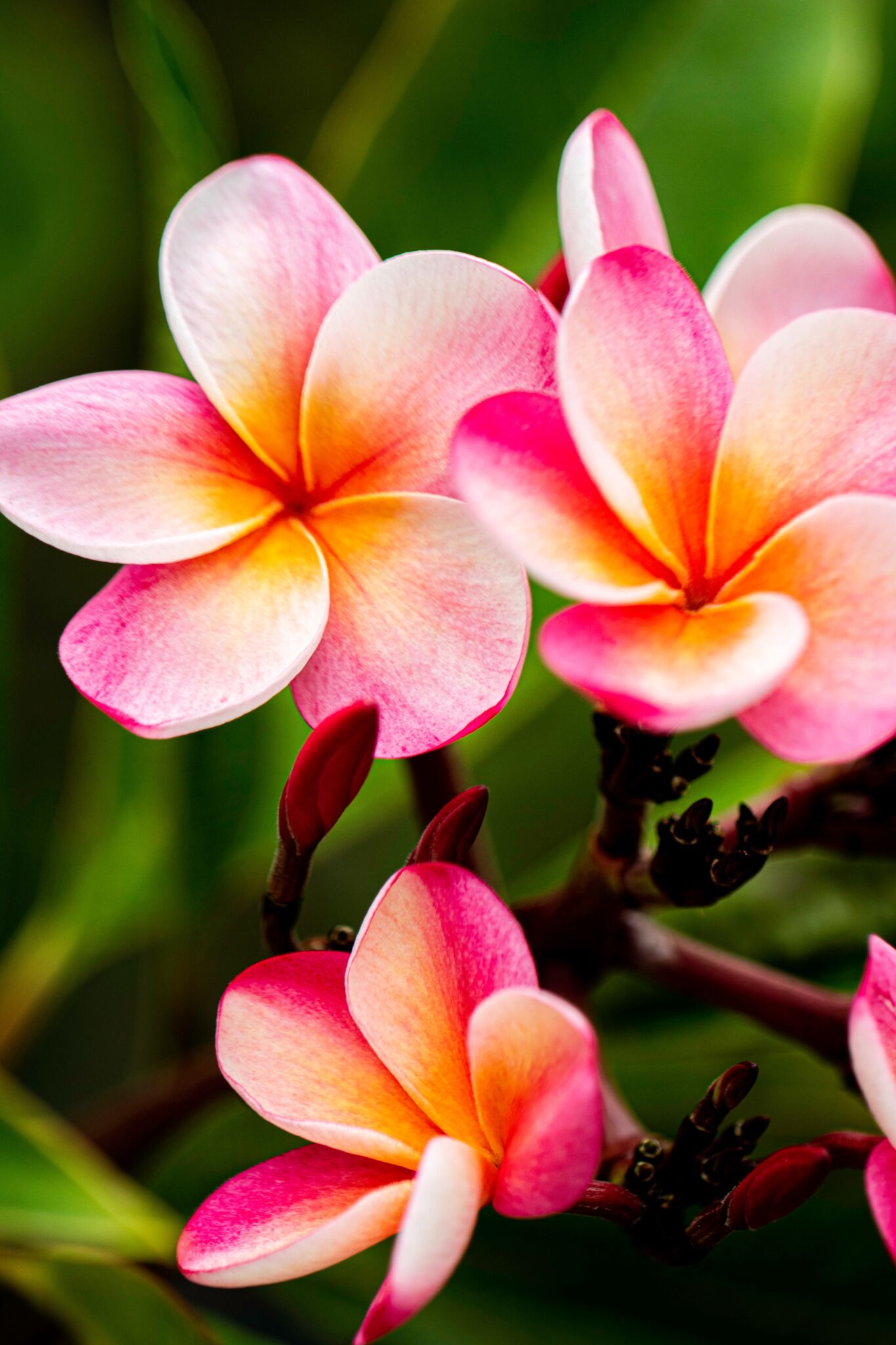 Plumeria - Den ægte hawaiiblomst – Bjarne's frø og planter