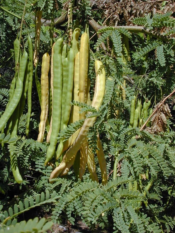 Sydamerikansk Mesquite træ - Prosopis alba - Banana Carob – Bjarne's ...