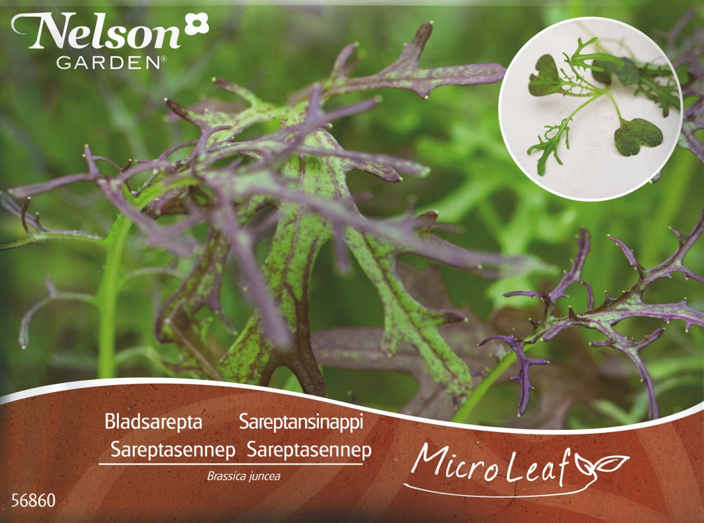 Micro Leaf, Sareptasennep 'Red Frills' – Bjarne's frø og planter