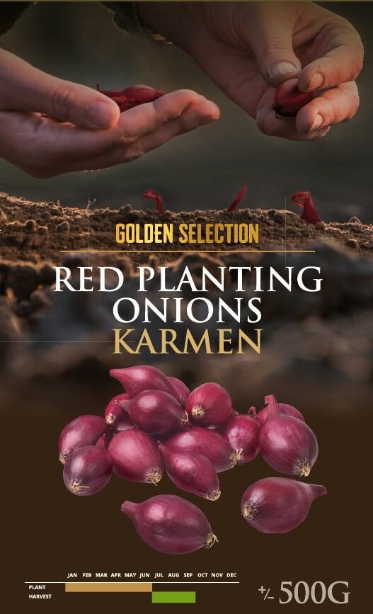 Sætteløg - Red Karmen 14/21 - 500g – Bjarne's frø og planter