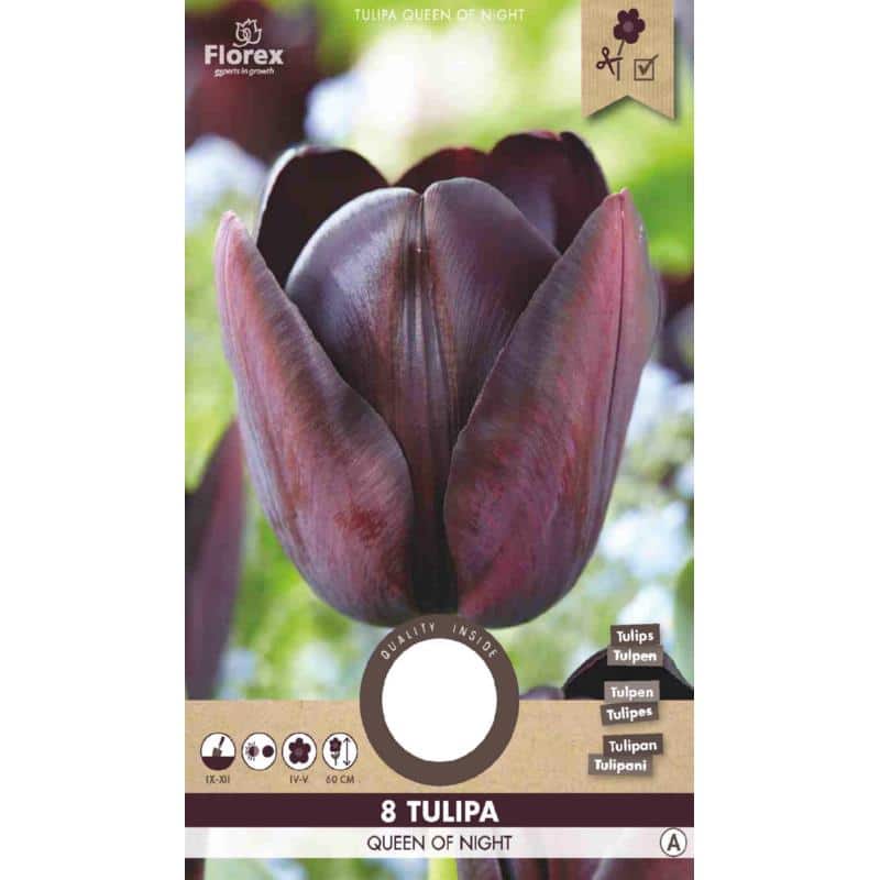 Tulipan Løg - Queen og Night – Bjarne's frø og planter