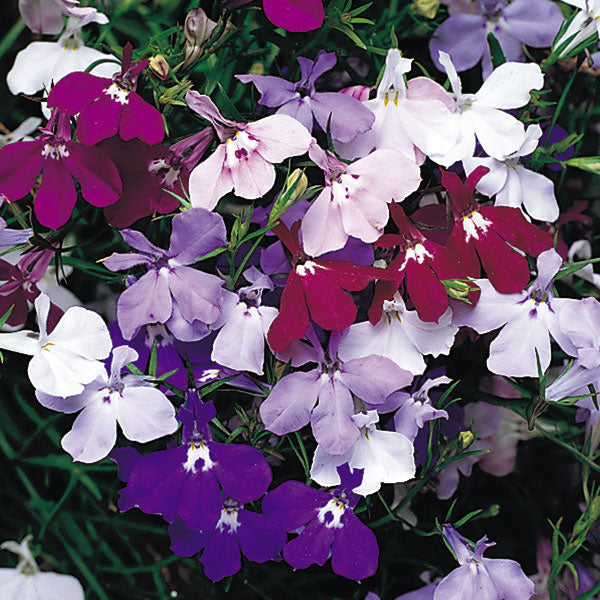 Lobelia - fountain mix – Bjarne's frø og planter