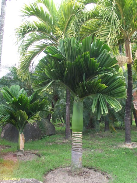 Betelpalme - Areca catechu – Bjarne's frø og planter