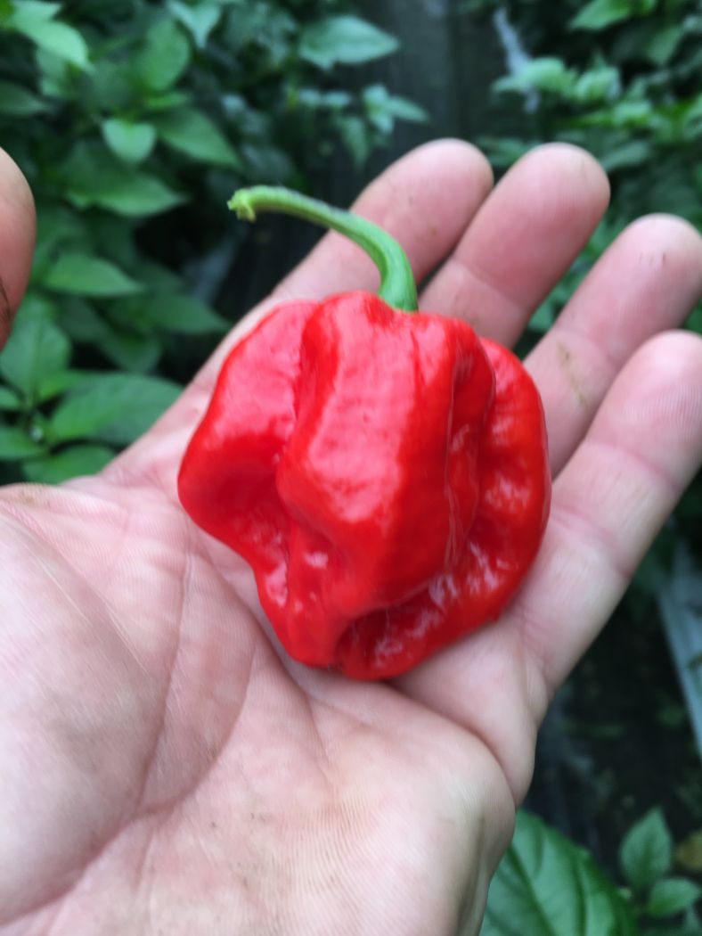Brazilian Ghost Red - 100 gram – Bjarne's frø og planter