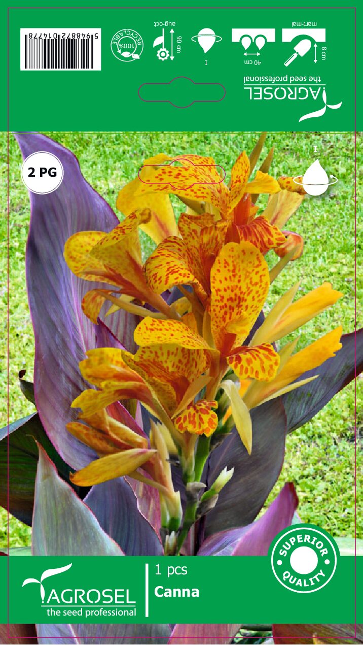 Canna - Cleopatra - Rhizom – Bjarne's frø og planter