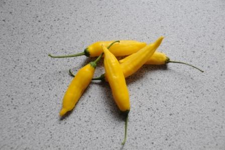 Limón - C. baccatum – Bjarne's frø og planter