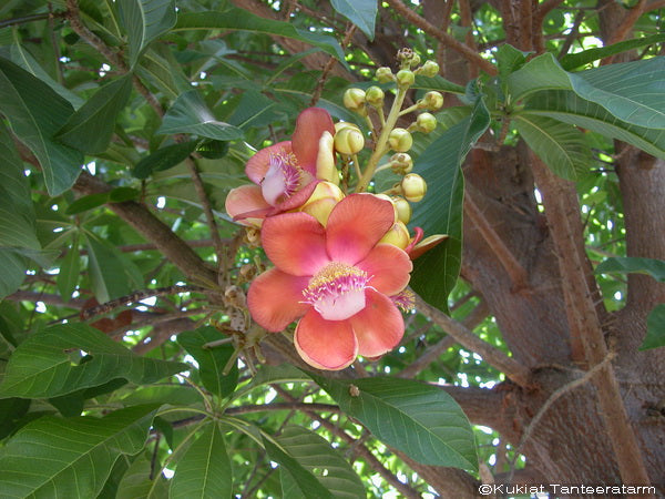 Canonball Tree - Couroupita guianensis – Bjarne's frø og planter