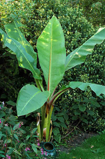Falsk banan - Ensete ventricosum – Bjarne's frø og planter