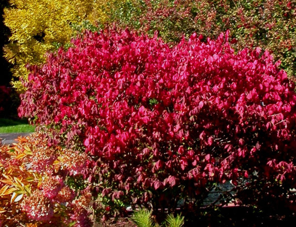 Mørkerød Benved - Euonymous atropurpurea – Bjarne's frø og planter