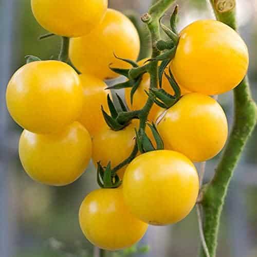 Ribs Tomat - Golden Currant – Bjarne's frø og planter