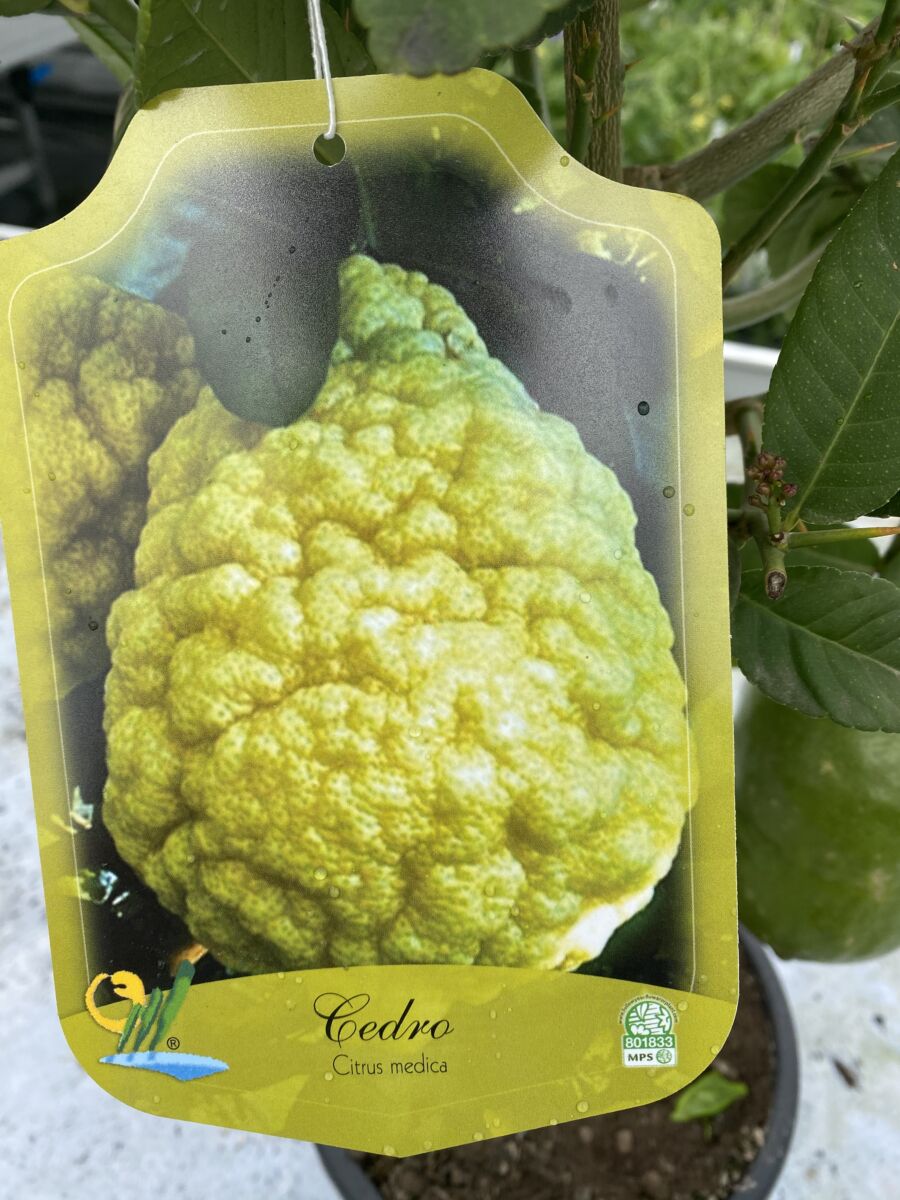 Citron Cedro - Citrus medica 'Cedro' – Bjarne's frø og planter