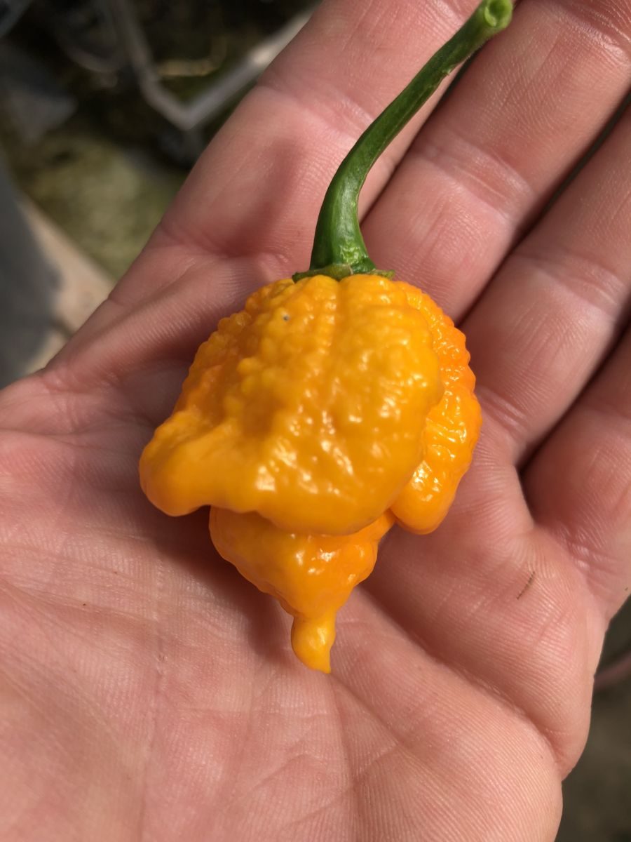 Carolina Reaper Yellow - Friske frugter – Bjarne's frø og planter