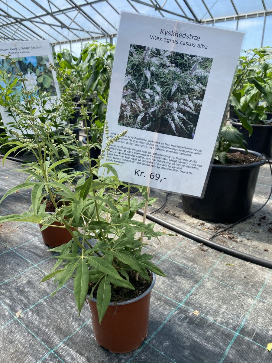 Kyskhedstræ Hvid - Vitex agnus castus alba - Plante – Bjarne's frø og ...