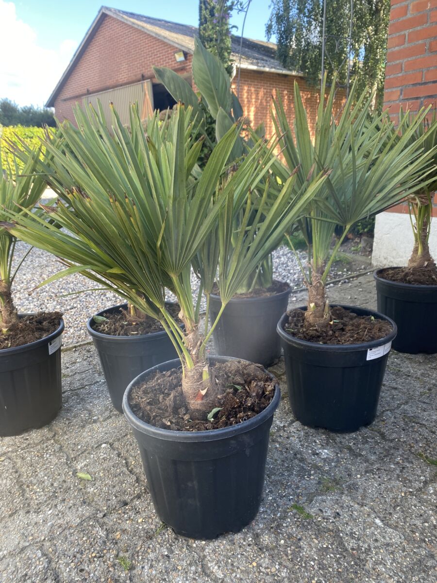Hørpalme Trachycarpus Fortunei Plante Bjarne S Frø Og Planter
