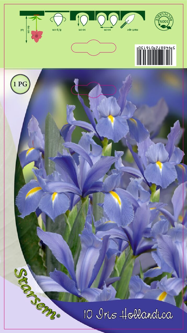 Dværg Iris - Blue Dwarf - rhizomer – Bjarne's frø og planter