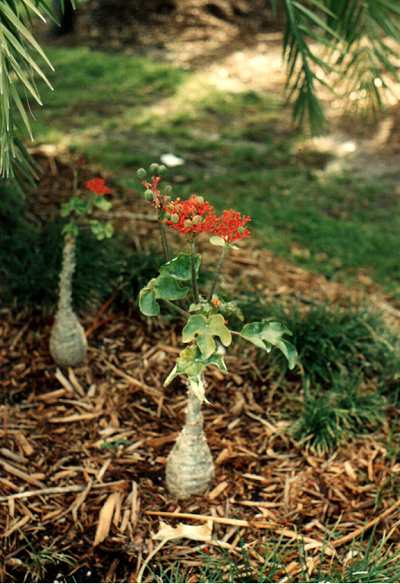 Podagra Plante - Jatropha podagrica – Bjarne's frø og planter