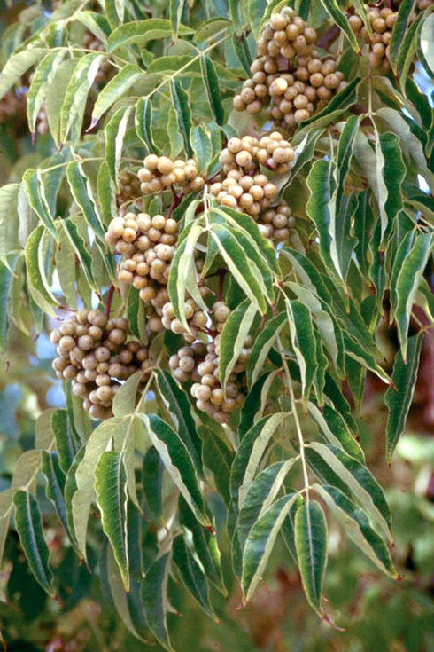 Amur Cork Tree, Phellodendron amurense – Bjarne's frø og planter