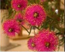 Melaleuca Filifolia – Bjarne's frø og planter