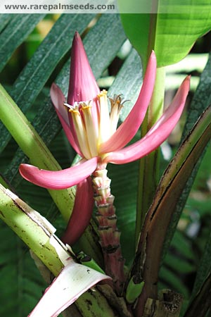 Indisk Dværg Banan - Musa Mannii – Bjarne's frø og planter