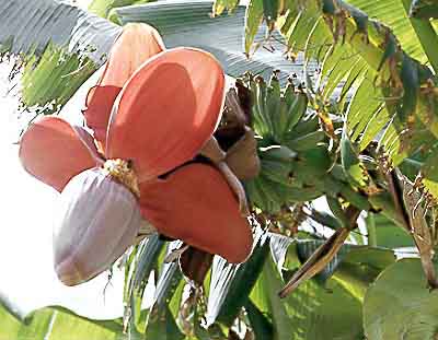 Vild Banan - Musa balbisiana – Bjarne's frø og planter