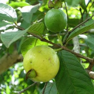 Vild Guava - Araca Pera - Psidium angulatum – Bjarne's frø og planter