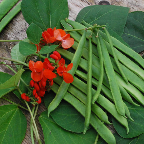 Pralbønne - Scarlet Emperor - Phaseolus coccineus – Bjarne's frø og planter