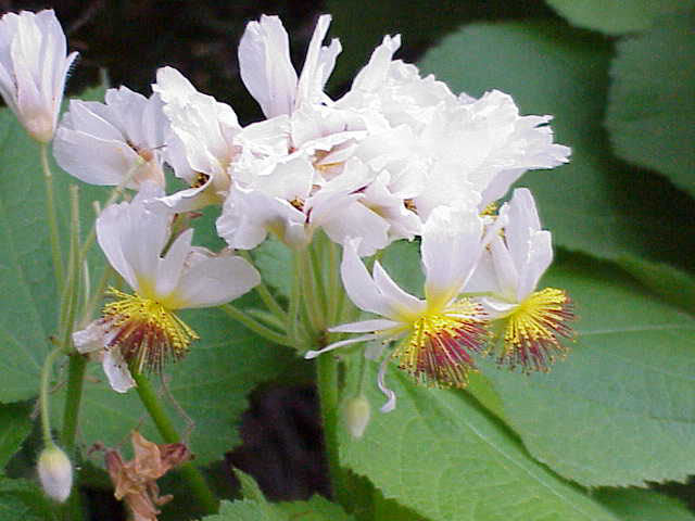 Stuelind - Sparmannia Africana – Bjarne's frø og planter