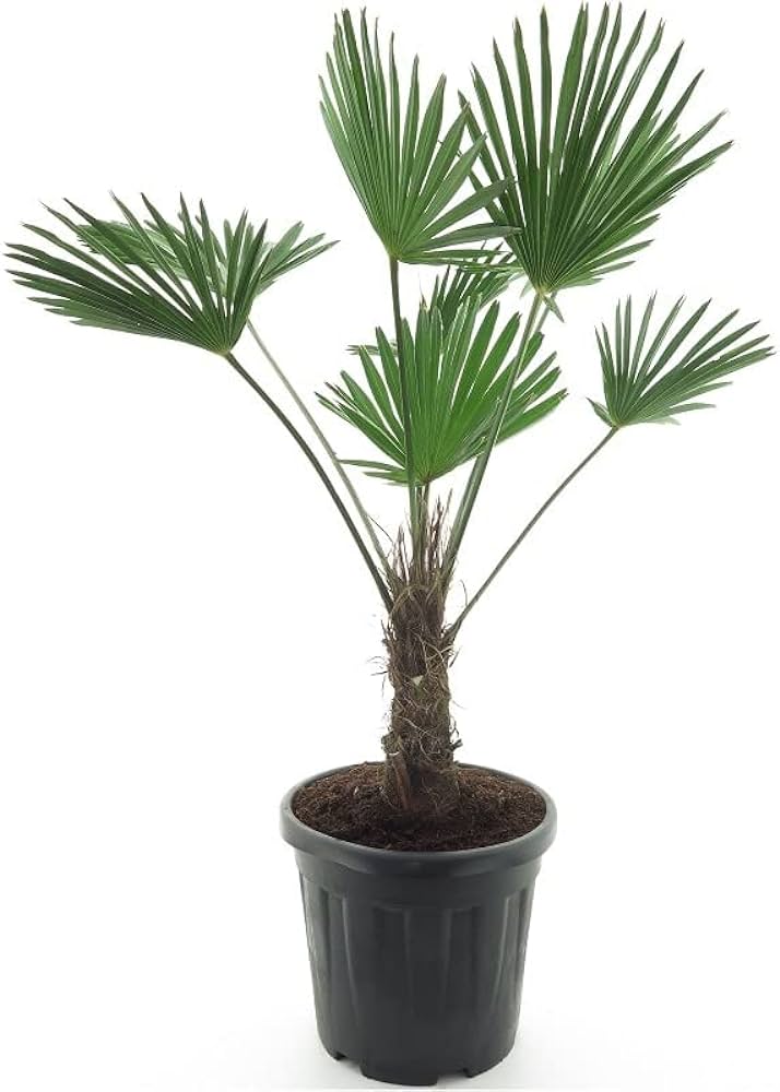 Wagner Hørpalme - Trachycarpus wagnerianus – Bjarne's frø og planter