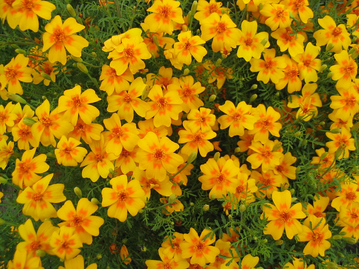 Appelsin Tagetes, Golden gem - Tagetes tenuifolia – Bjarne's frø og planter