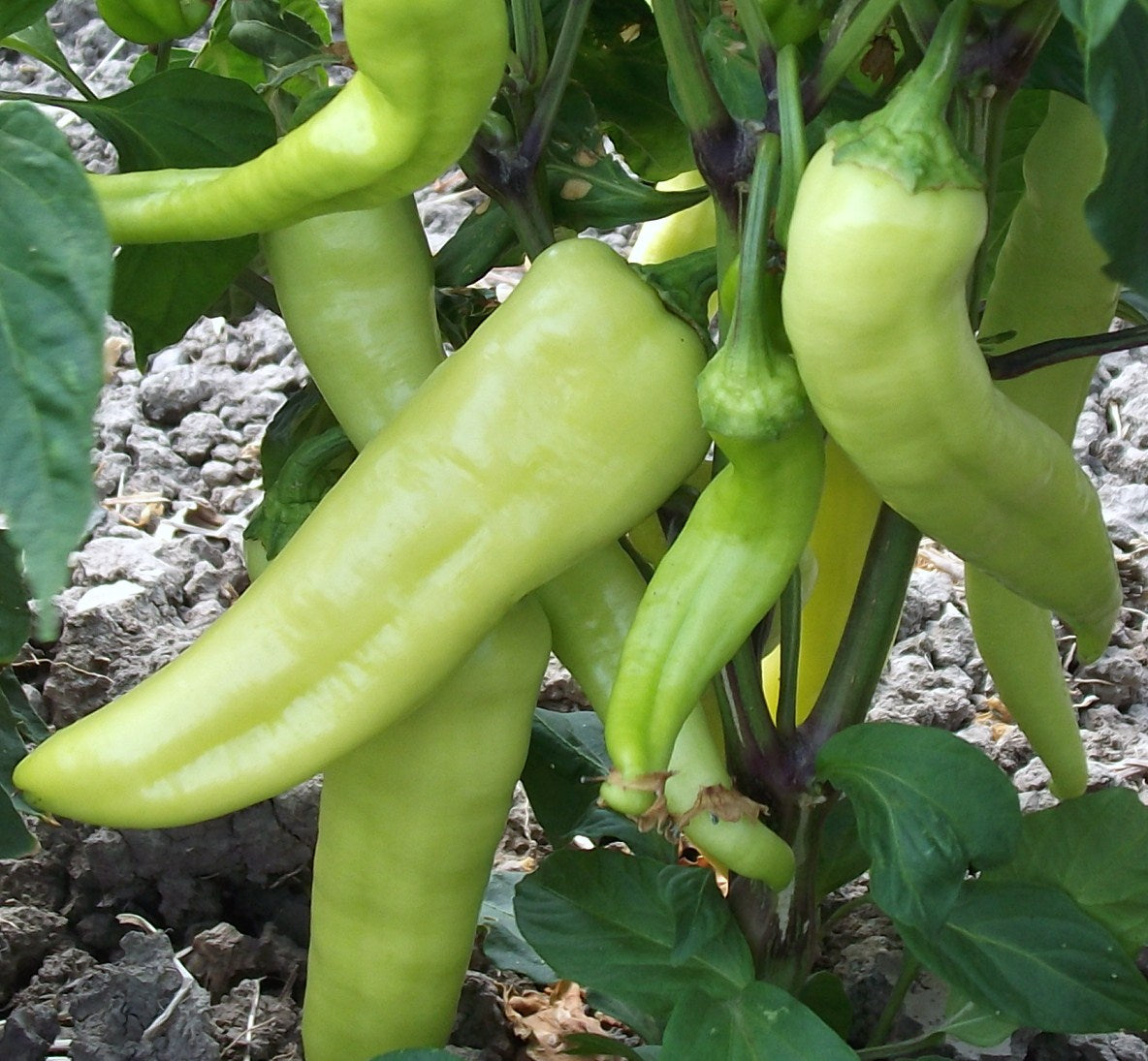 Bağcı Çarliston - C. annuum – Bjarne's frø og planter