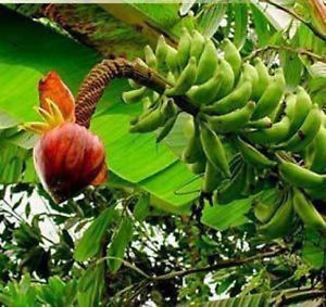 Musa Borneensis var. Borneensis – Bjarne's frø og planter