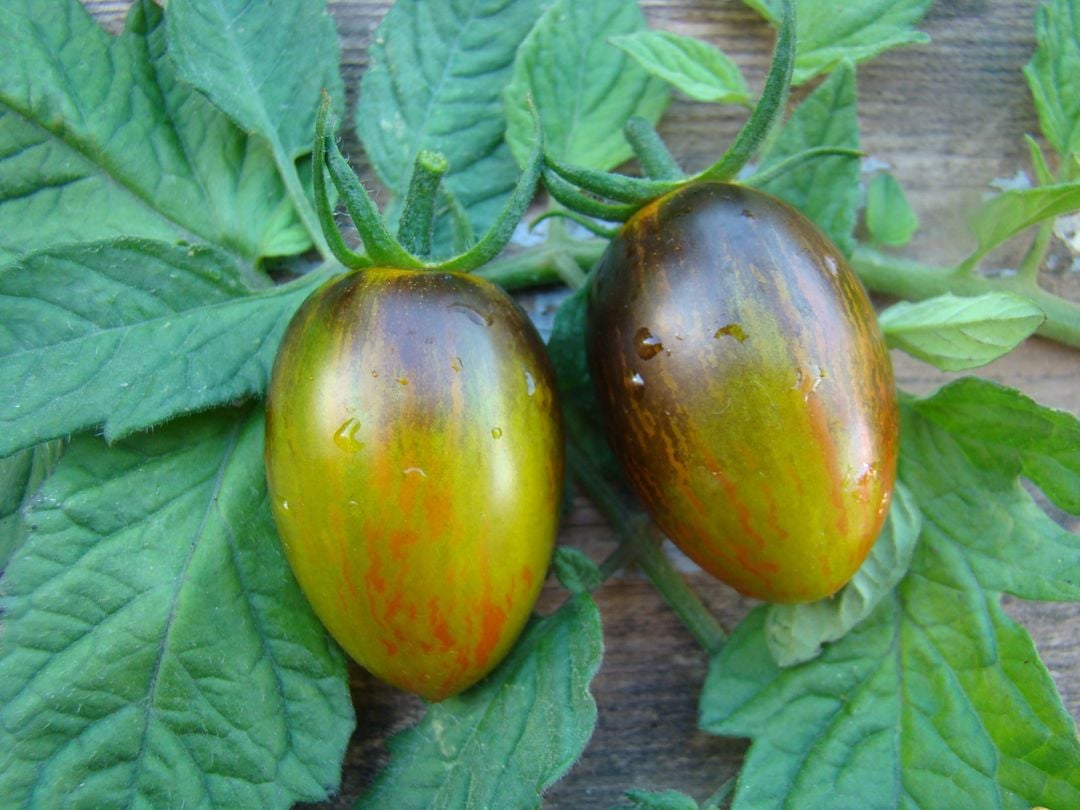 Tomat - Brads Atomic Grape – Bjarne's frø og planter