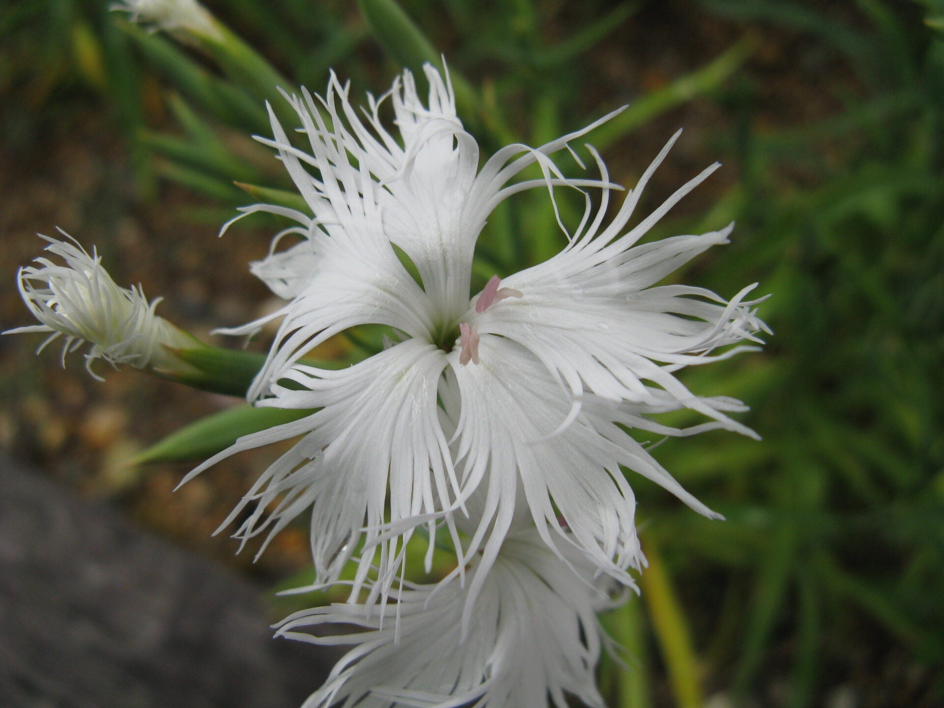 Strand Nellike Hvid - Dianthus Superbus – Bjarne's frø og planter
