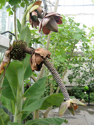Thailandsk Banan - Ensete Superbum -SJÆLDEN – Bjarne's frø og planter