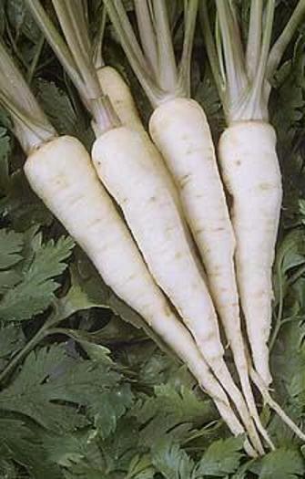 Persillerod - Hamburg Rooted persille – Bjarne's frø og planter