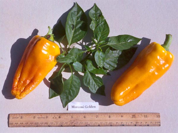 Golden Marconi Italian - Peber - Plante – Bjarne's frø og planter