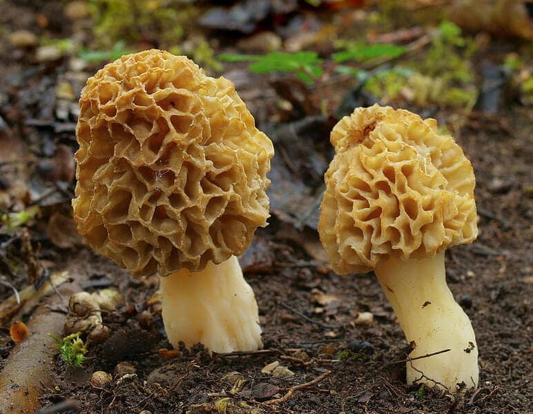Morkler mycelium – Bjarne's frø og planter