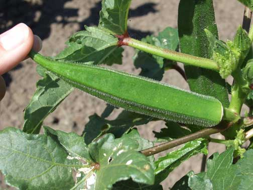 Okra - Annie Oakley – Bjarne's frø og planter
