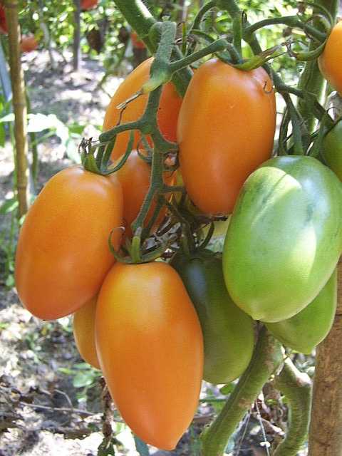 Orange Banana – Bjarne's frø og planter