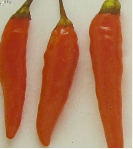 Cayenne Orange - C.annuum – Bjarne's frø og planter