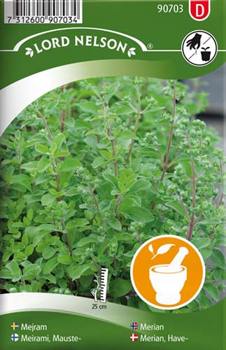 Merian, Have - Origanum majorana L. – Bjarne's frø og planter