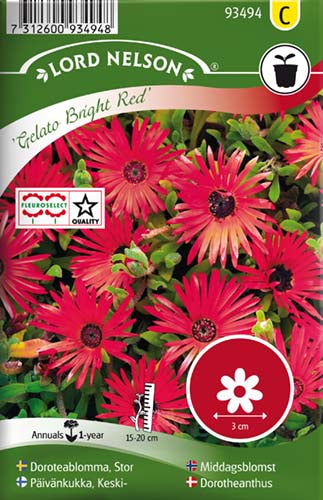 Dorotheanthus, Bellis, Gelato Bright Red – Bjarne's frø og planter