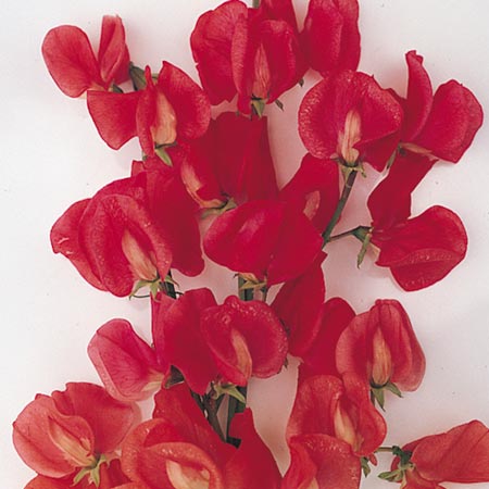 Ærteblomst - Red Ensign - Lathyrus odorata – Bjarne's frø og planter