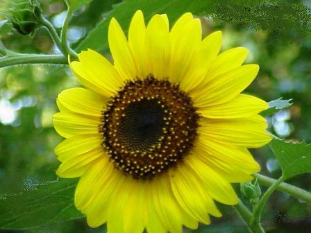 Solsikke - 'Lemon Queen' – Bjarne's frø og planter