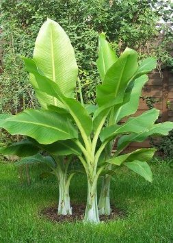 Sne-banan - Ensete glaucum - FRØ – Bjarne's frø og planter