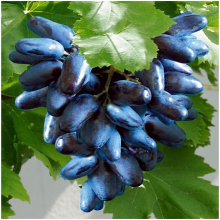 Dadelvindrue Vitis vinifera 'Souvenir' – Bjarne's frø og planter
