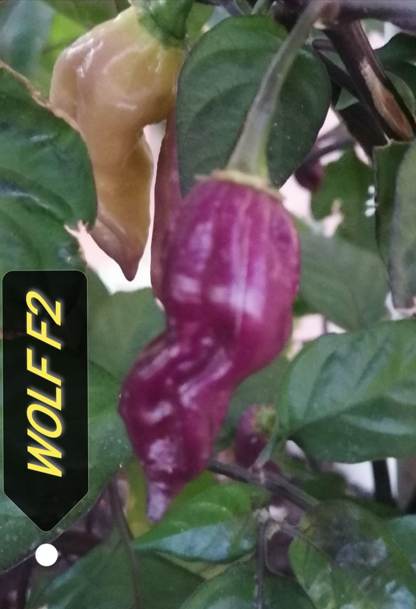 Wolf Red - C.Chinense – Bjarne's frø og planter